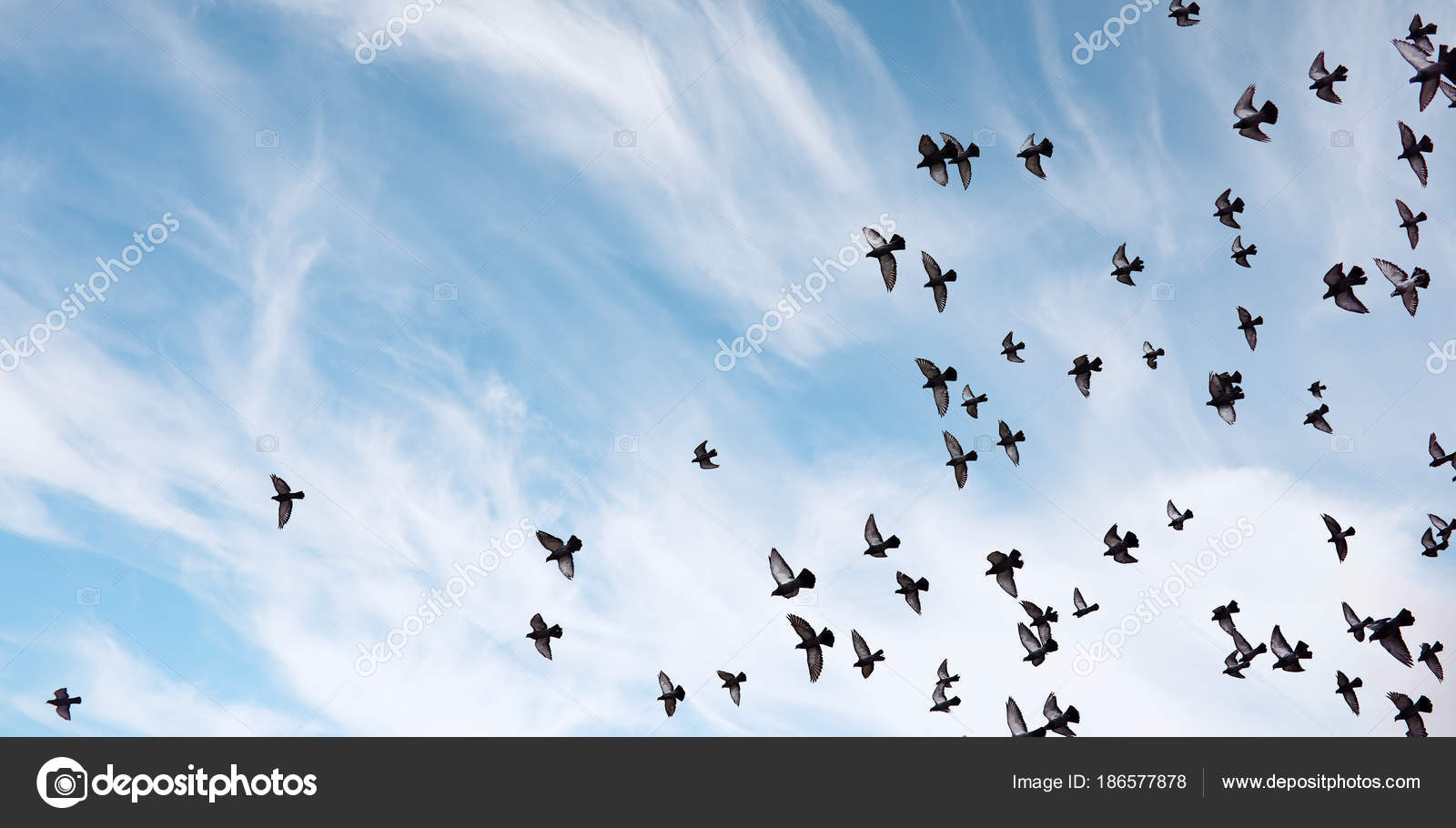 A flock of pigeons flies across the sky. Birds fly against the s Stock ...