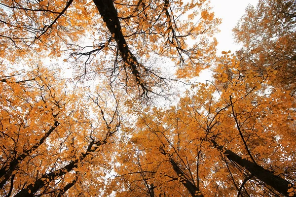 Majestic alone birch tree on a hill slope with sunny beams at mountain ...