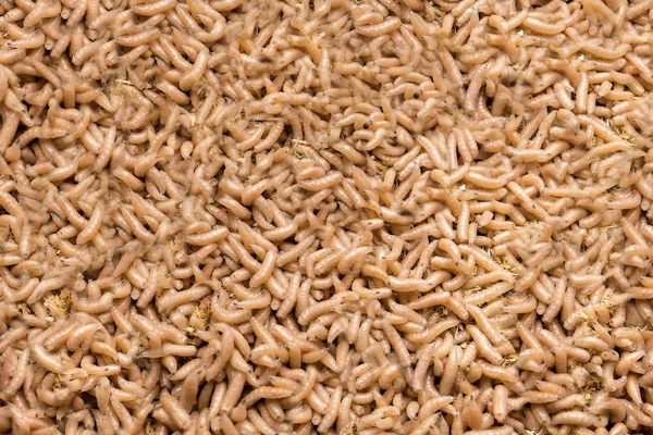 Disgusting texture Stock Photos, Royalty Free Disgusting texture Images ...