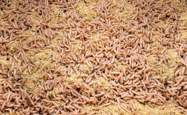 Maggots Pictures, Maggots Stock Photos & Images | Depositphotos®