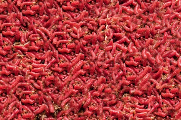 Maggots Pictures, Maggots Stock Photos & Images | Depositphotos®