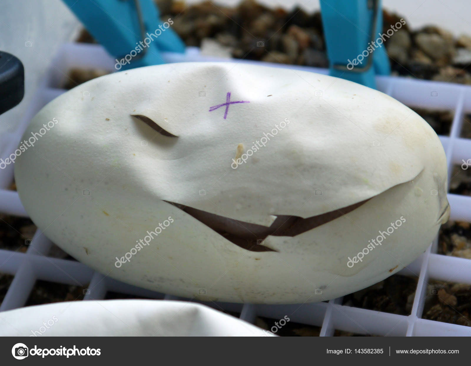 Royal / ball python eggs beginning to hatch — Stock Photo © lizzylou ...