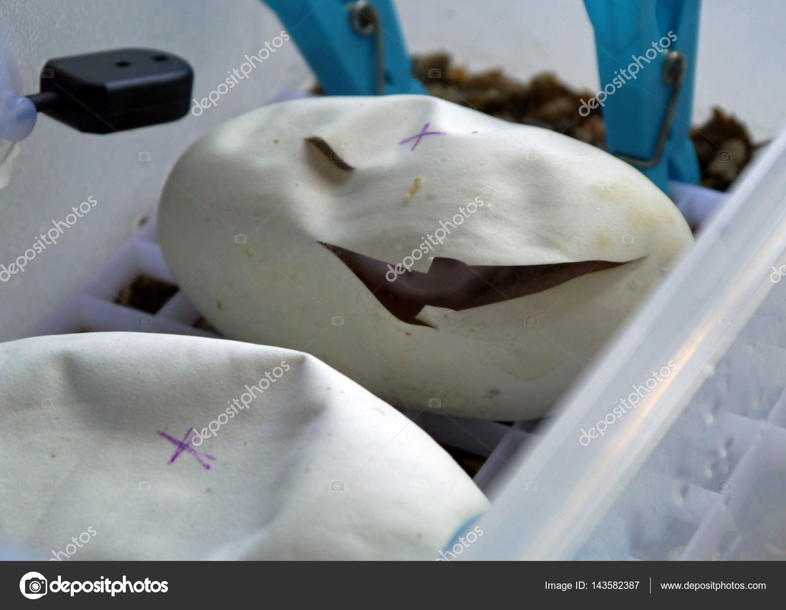 Royal / ball python eggs beginning to hatch — Stock Photo © lizzylou ...