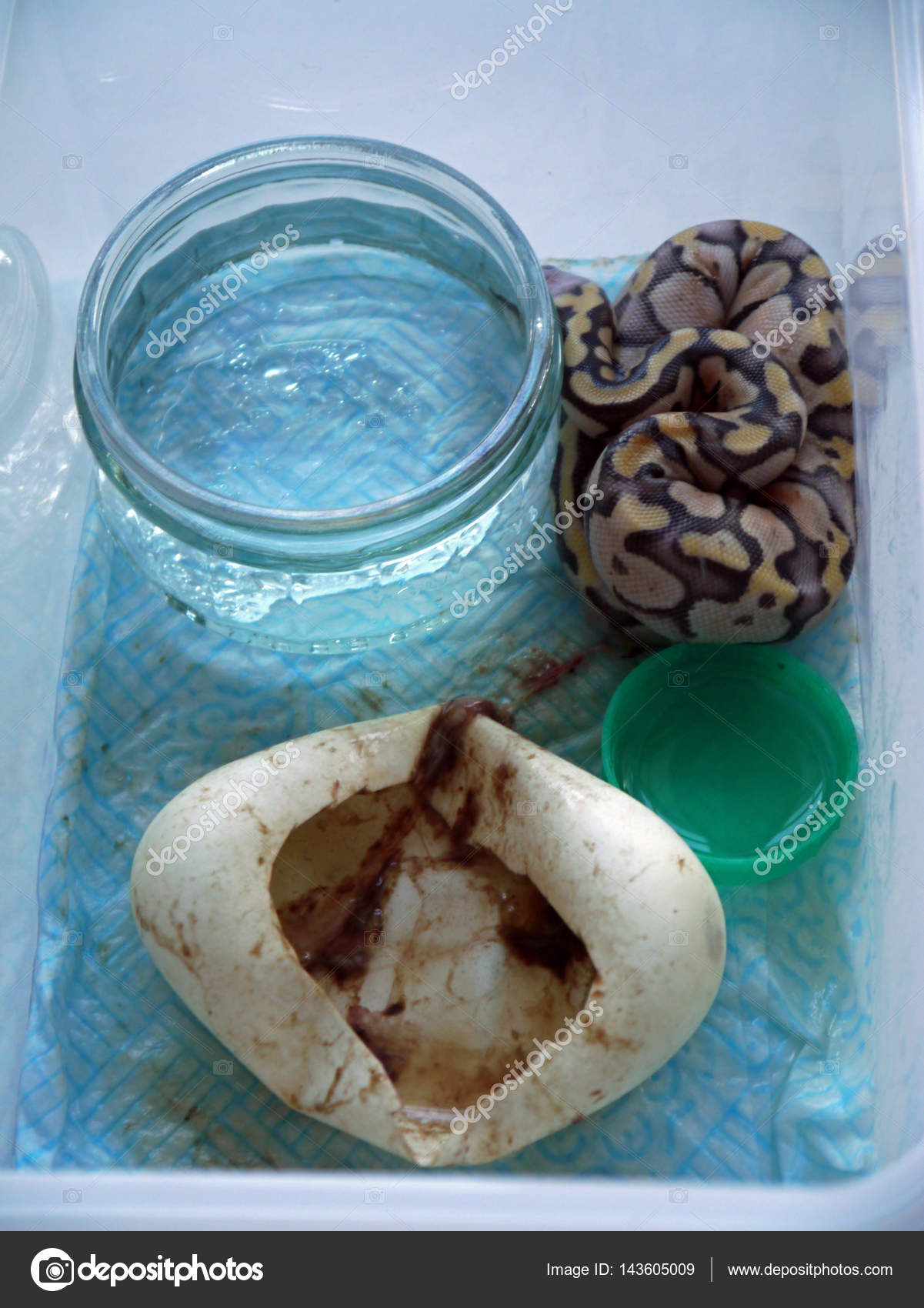 Baby Ball Pythons Hatching