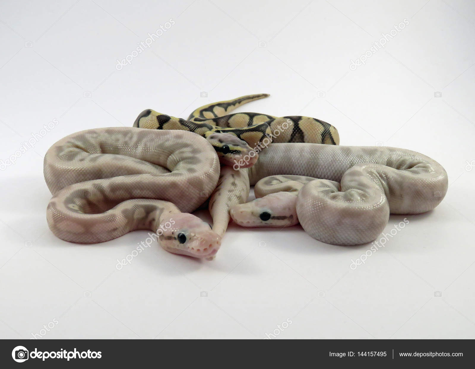 Royal / bola python bebé serpientes: fotografía de stock © lizzylou ...