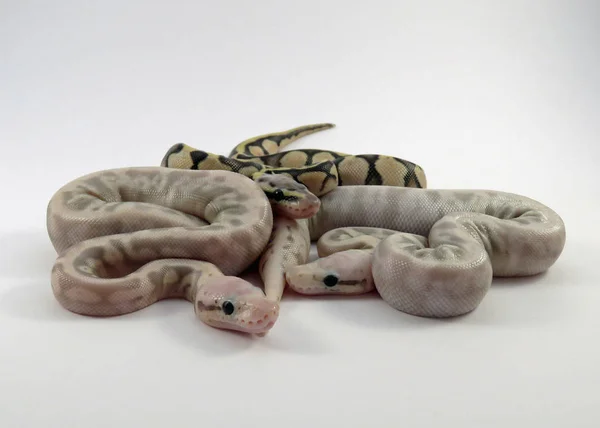 Baby slangen Stock Photos, Royalty Free Baby slangen Images | Depositphotos