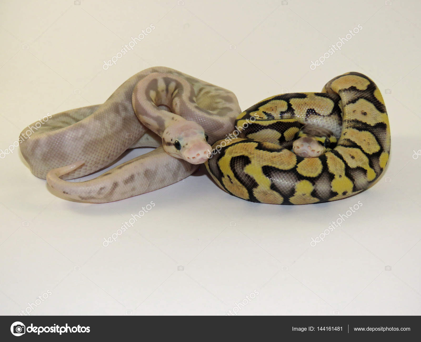 Royal / bola python bebé serpientes: fotografía de stock © lizzylou ...