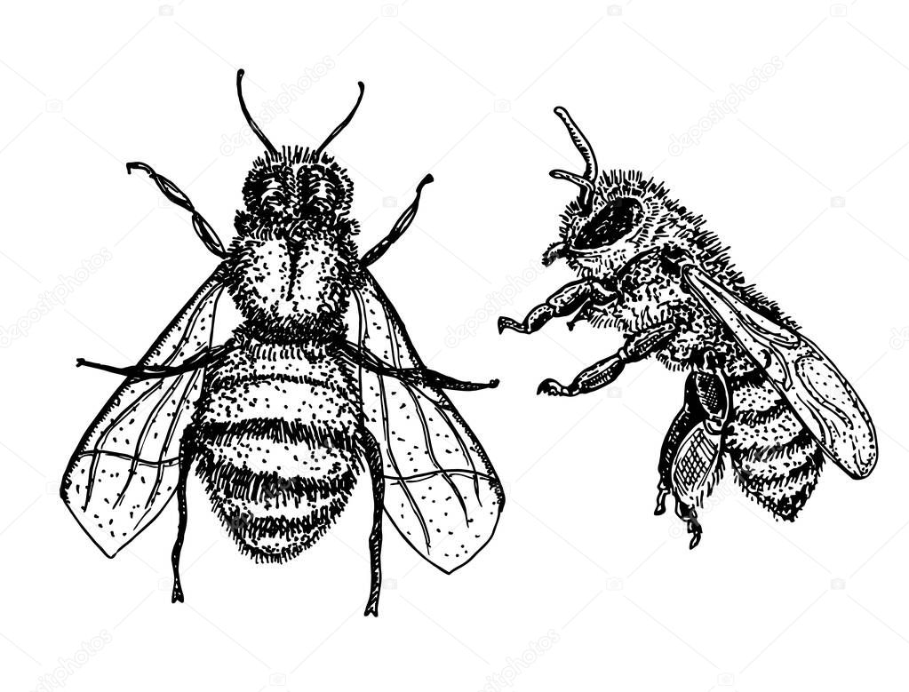 Juego de bocetos de abeja. Abeja miel vintage vector dibujo. Bosquejo ...