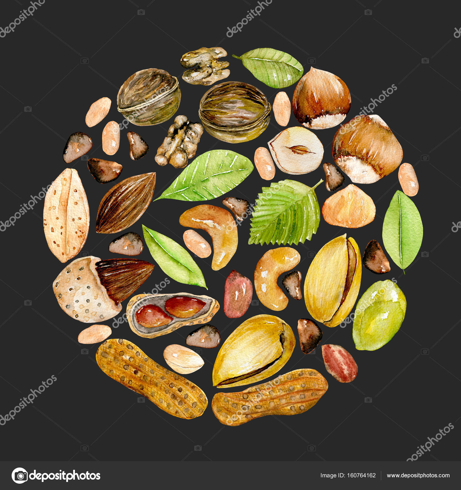 Circle illustration of watercolor nuts Stock Illustration by ...