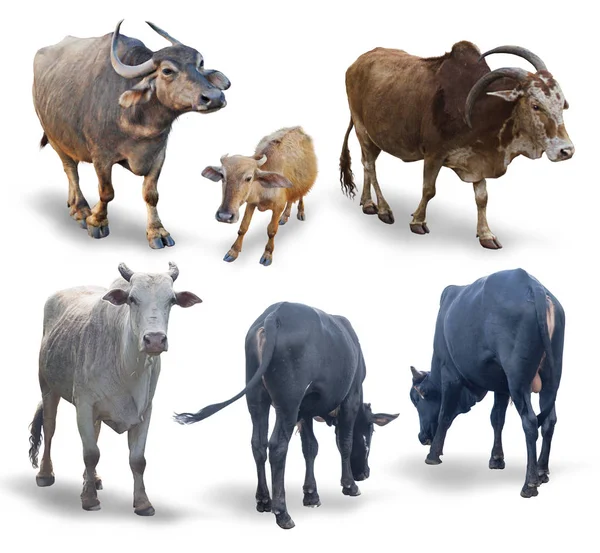 Cow, sheep, pig and hen — Stock Photo © bazil #51517339