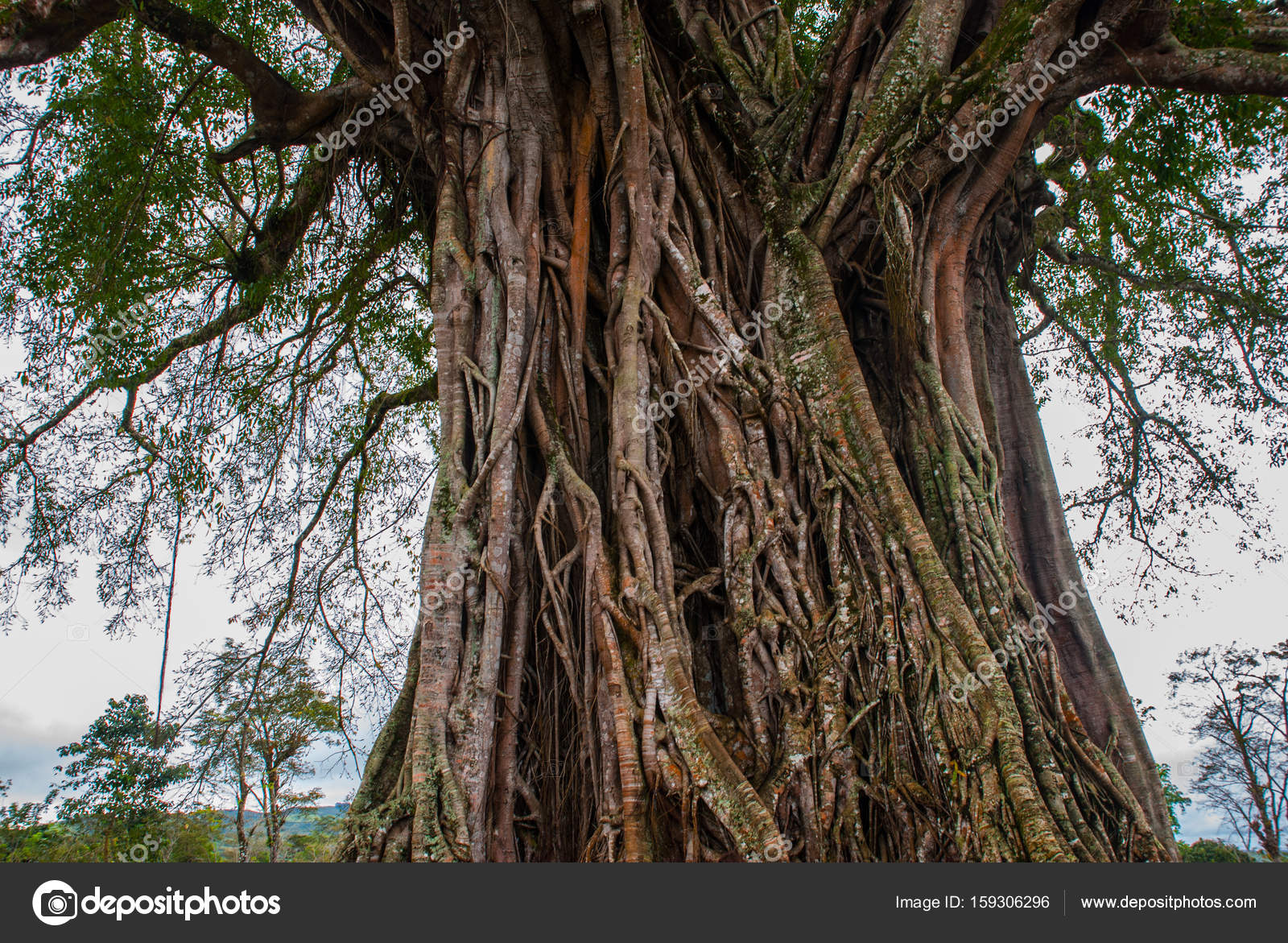 Very huge, giant tree with roots and green leaves in the Philippines ...