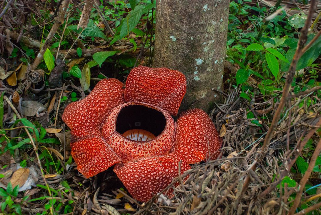 Rafflesia, la flor más grande del mundo. Esta especie se encuentra en ...