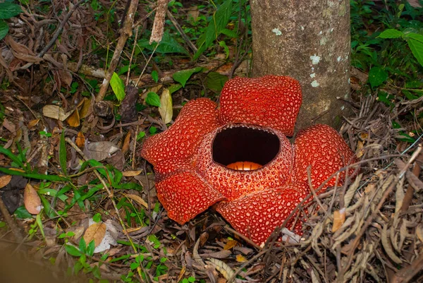 Rafflesia, the biggest flower in the world. This species located in ...