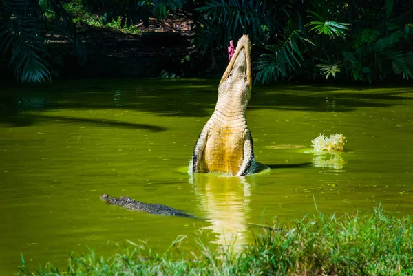 Big yellow crocodile Stock Photos, Royalty Free Big yellow crocodile ...