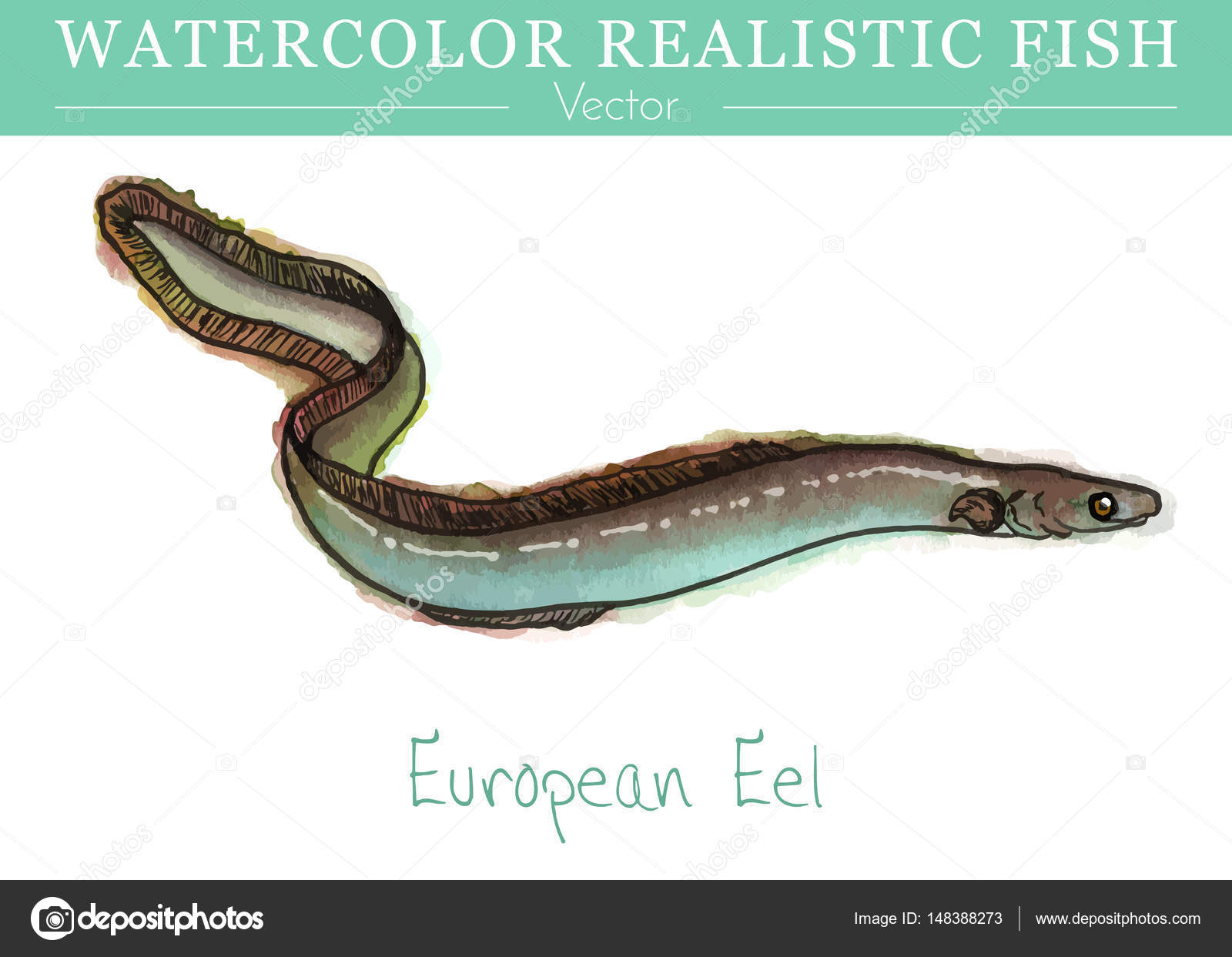 Hand painted watercolor edible fish. Vector design Stock Vector Image ...