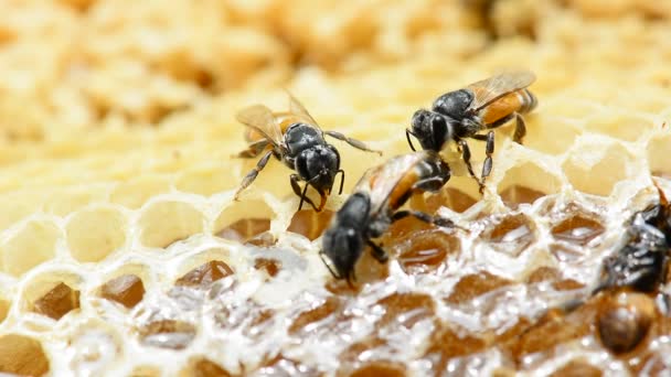 Apis Florea Dwarf Honey Bee One Two Species Small It's — Stock Video ...