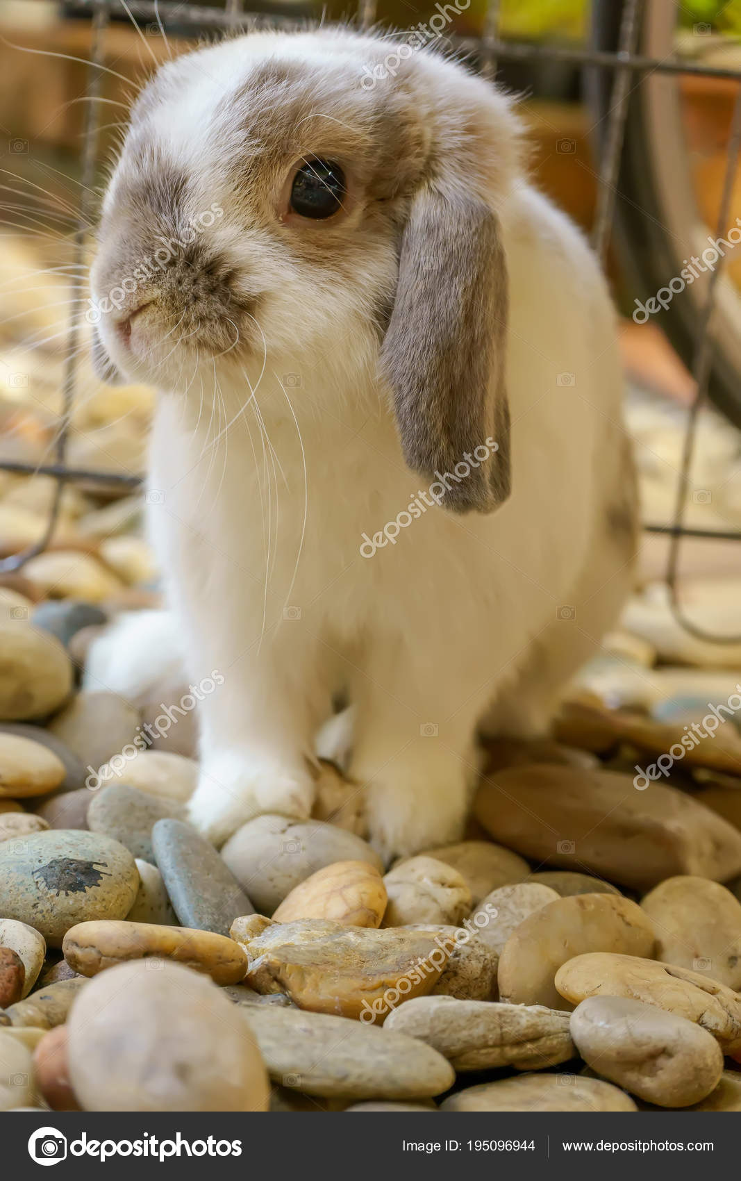 The rabbit are sitting Stock Photo by ©DSom 195096944