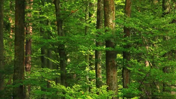13,437 Perspektif orman Videos, Royalty-free Stock Perspektif orman ...