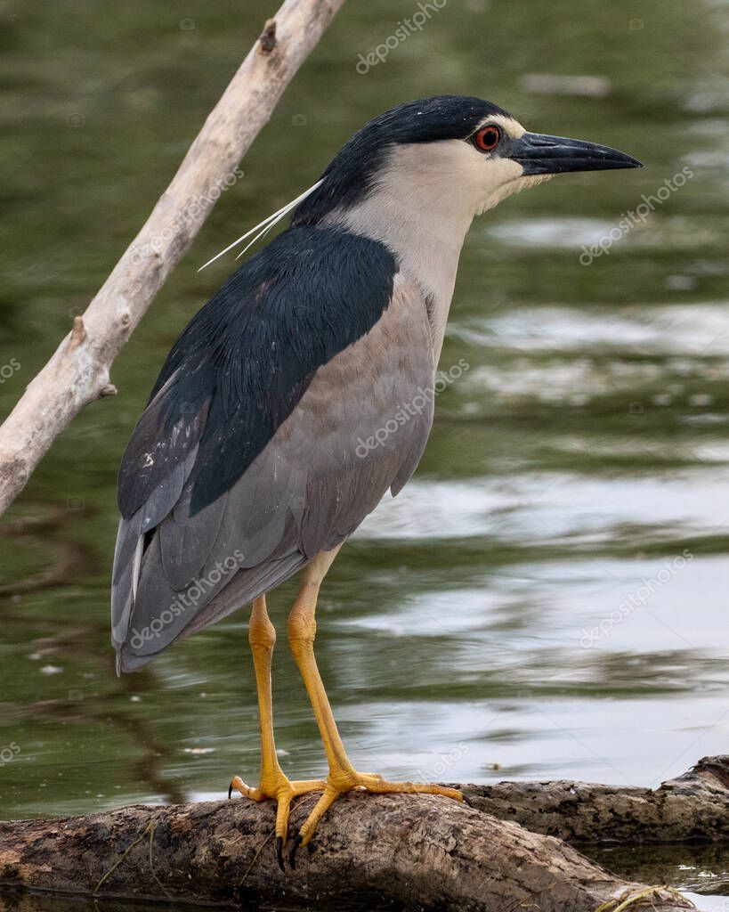 Garza Negra (Nycticorax nycticorax) en el Lago Kerkini en el norte de ...