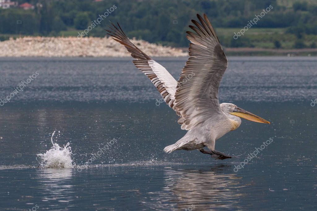 Pelícano dálmata (Pelecanus crispus) volando en el lago Kerkini en el ...