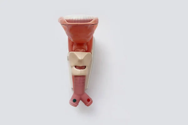 Simulation model Stock Photos, Royalty Free Simulation model Images ...