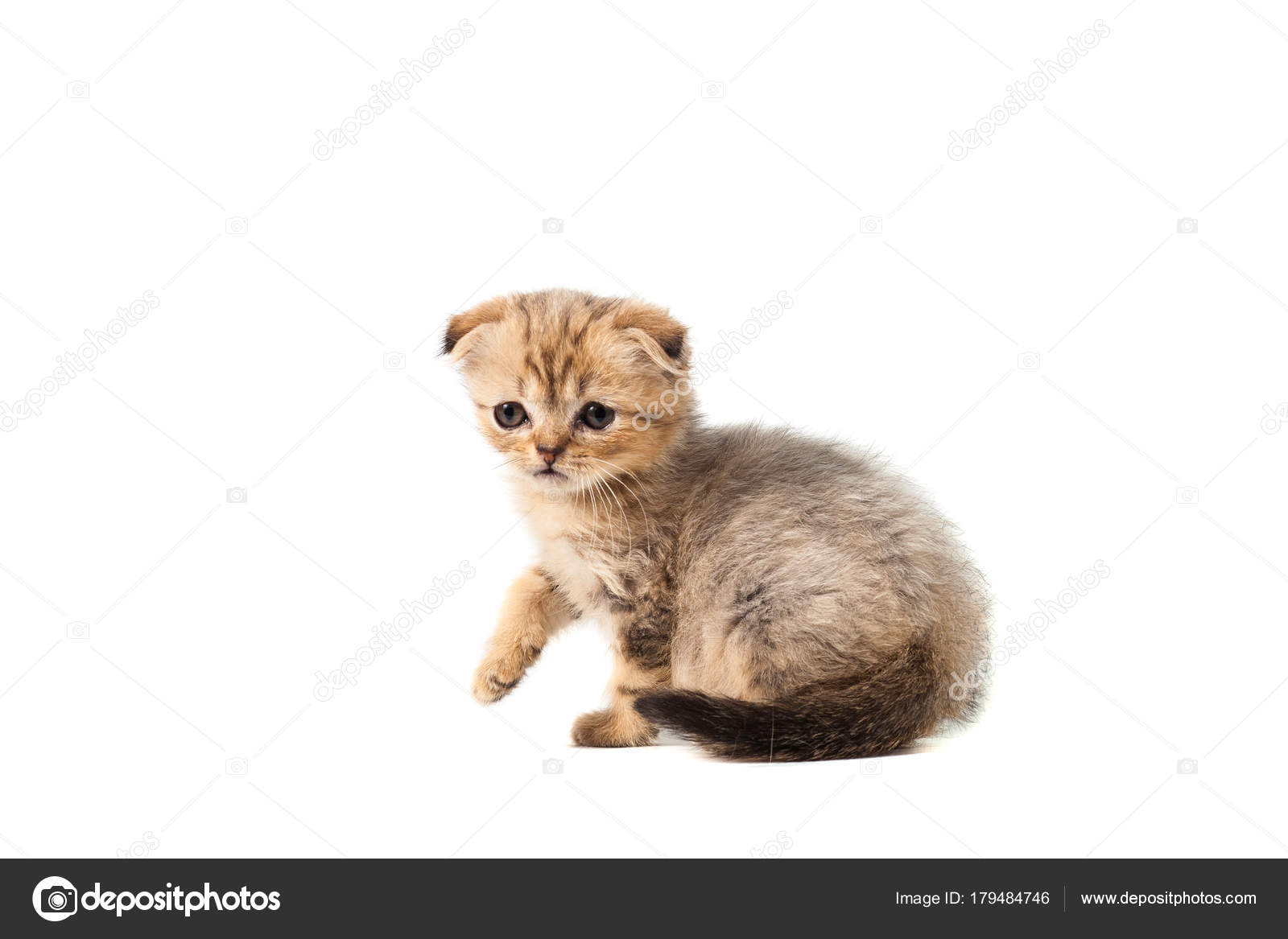 Sad Kitten White Background