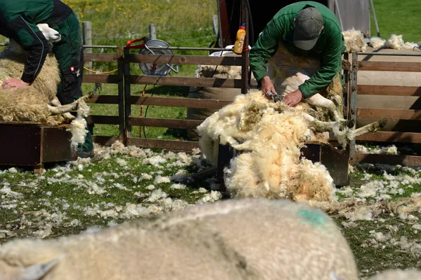 Shearing sheep Stock Photos, Royalty Free Shearing sheep Images ...