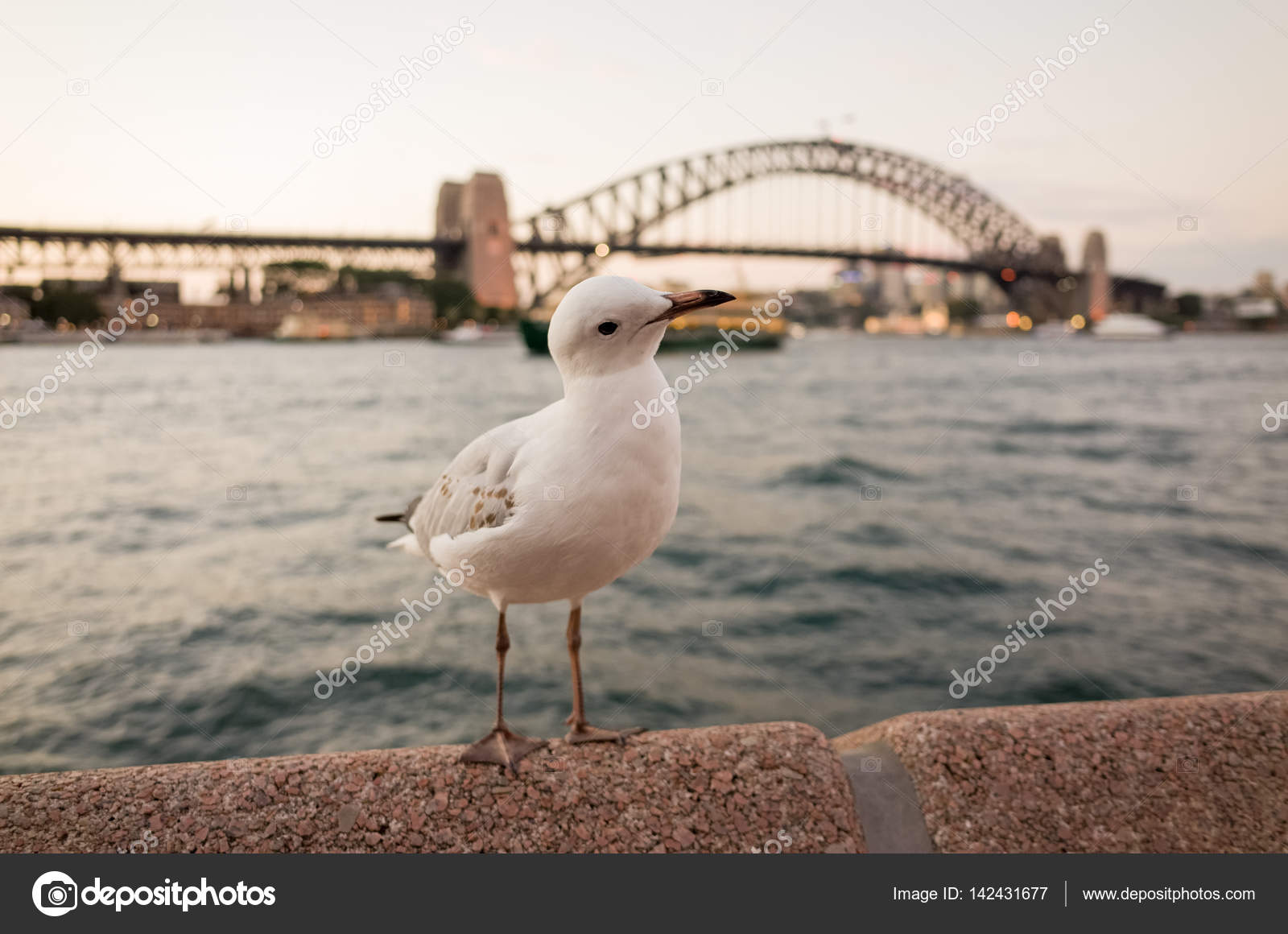 Seagulls at Sydney Harbour at dusk Stock Photo by ©jaaske 142431677