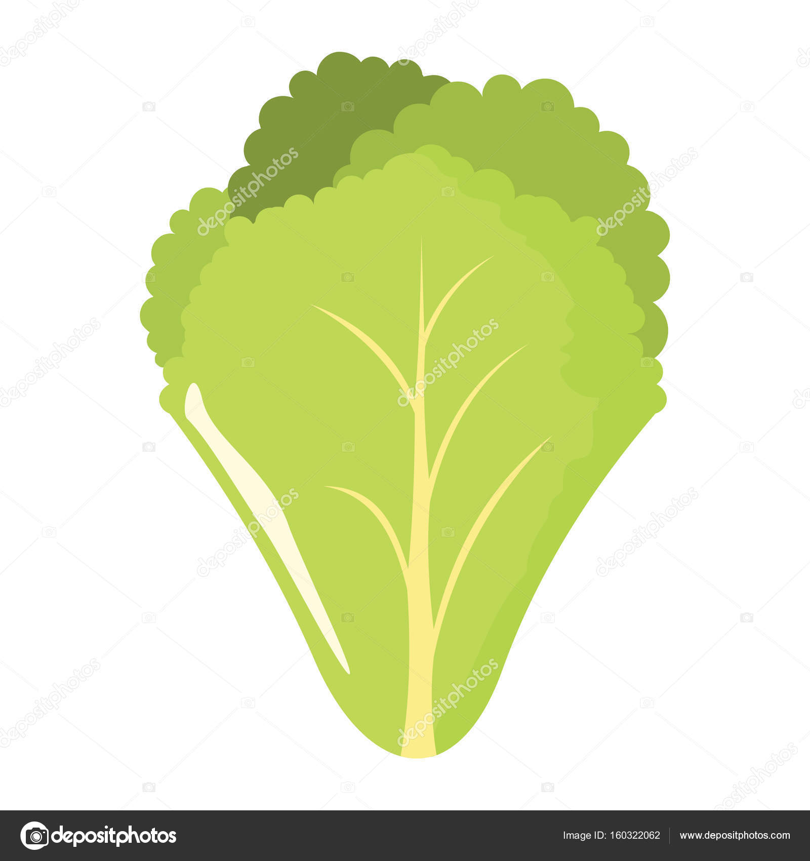 Lettuce Leaf Cartoon