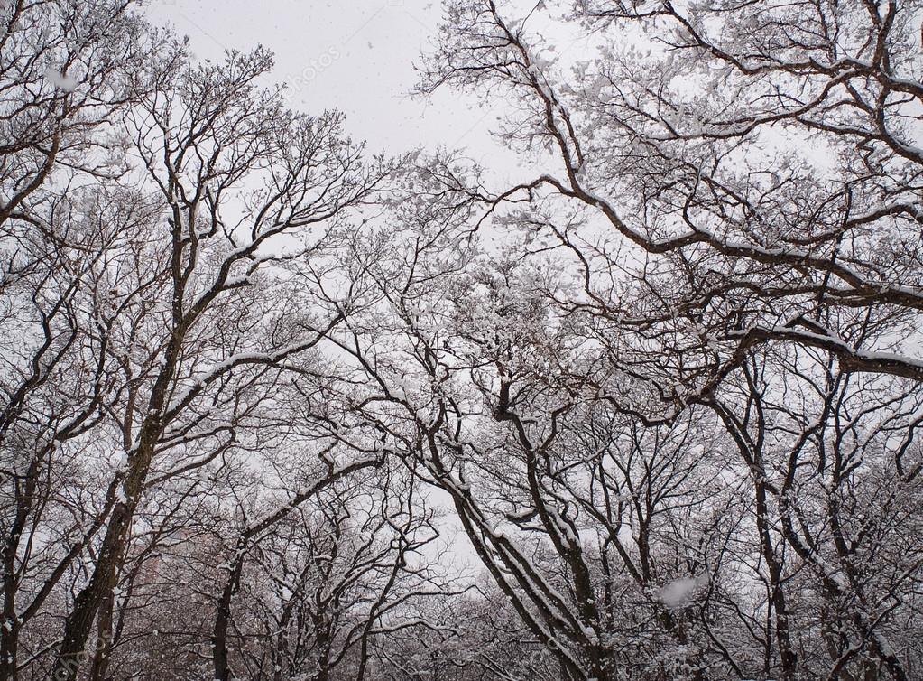 Snowy freezing forest Stock Photo by ©iggy74 128670056