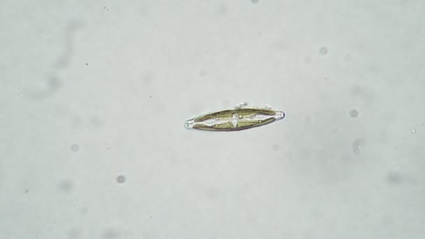 One diatomaceous algae cymbella on a white background in a microscope ...