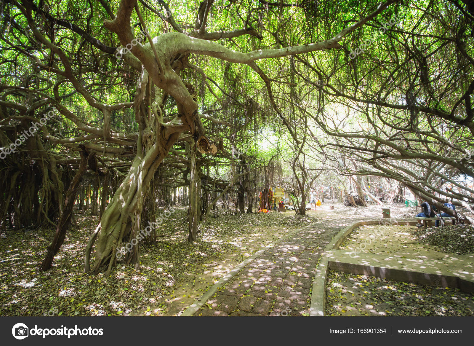 Amazing banyan tree at Sai Ngam Phimai District. — Stock Photo ...