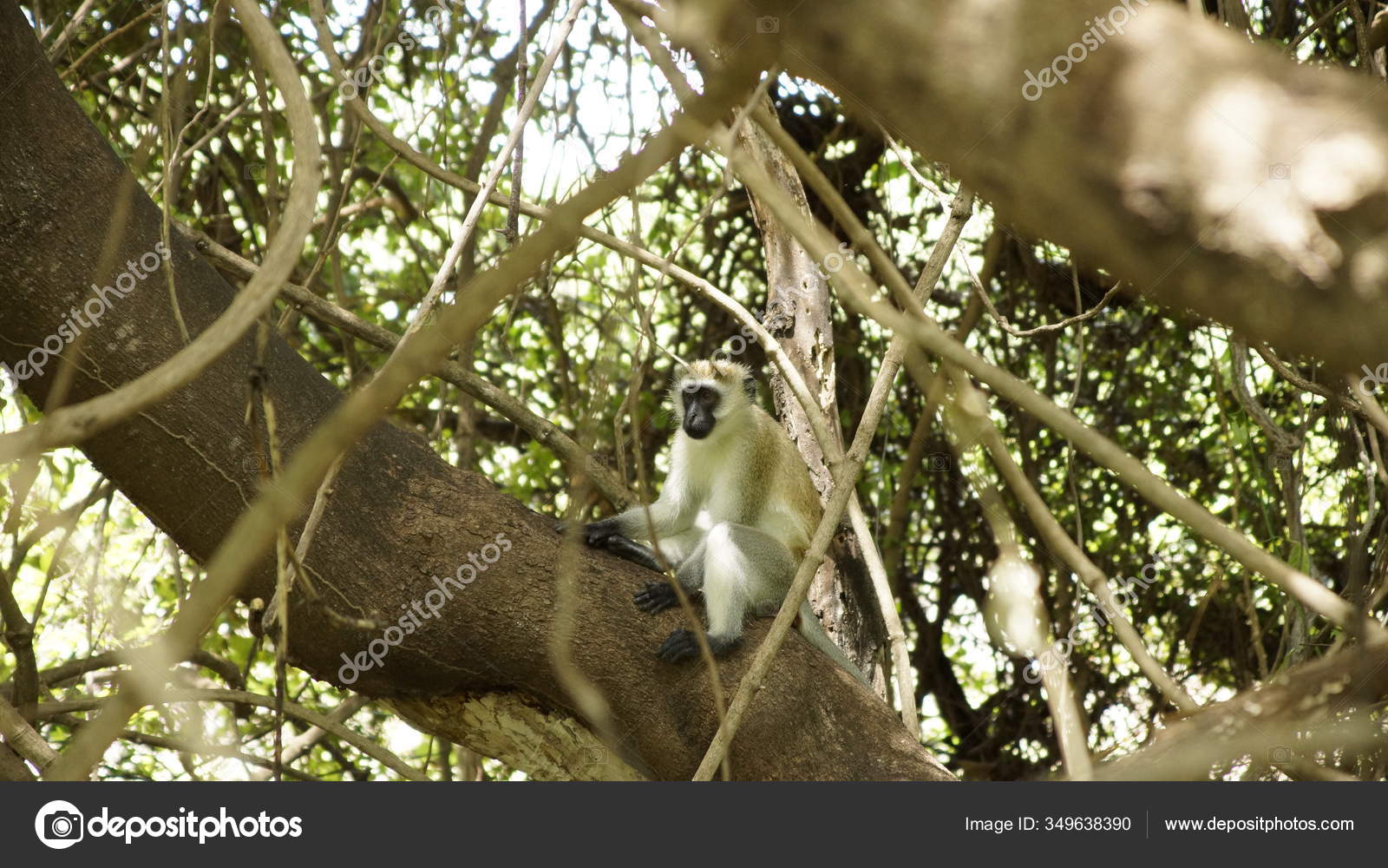 Wild Monkey Tree Africa Animal Wildlife — Stock Photo © VadimOZ #349638390