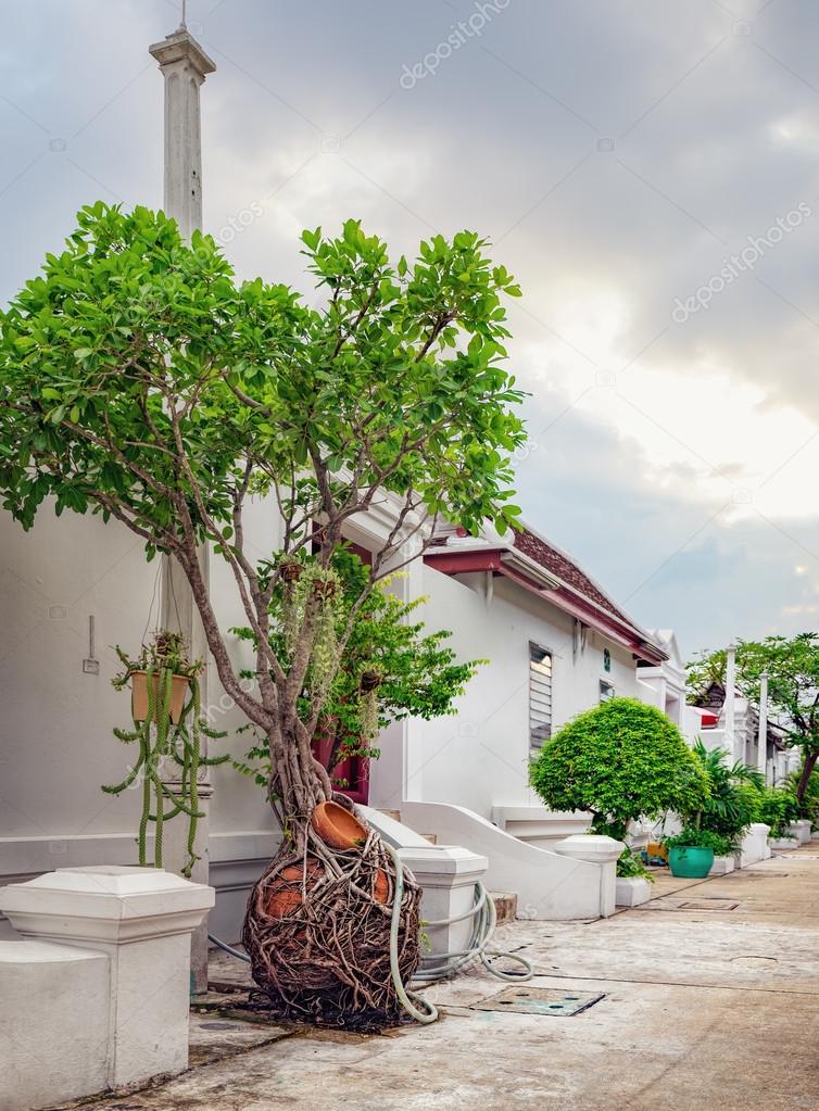 Outdoor Ficus Tree