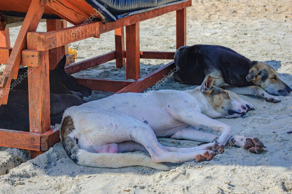 Perros indios durmiendo a la sombra de una tumbona 2022