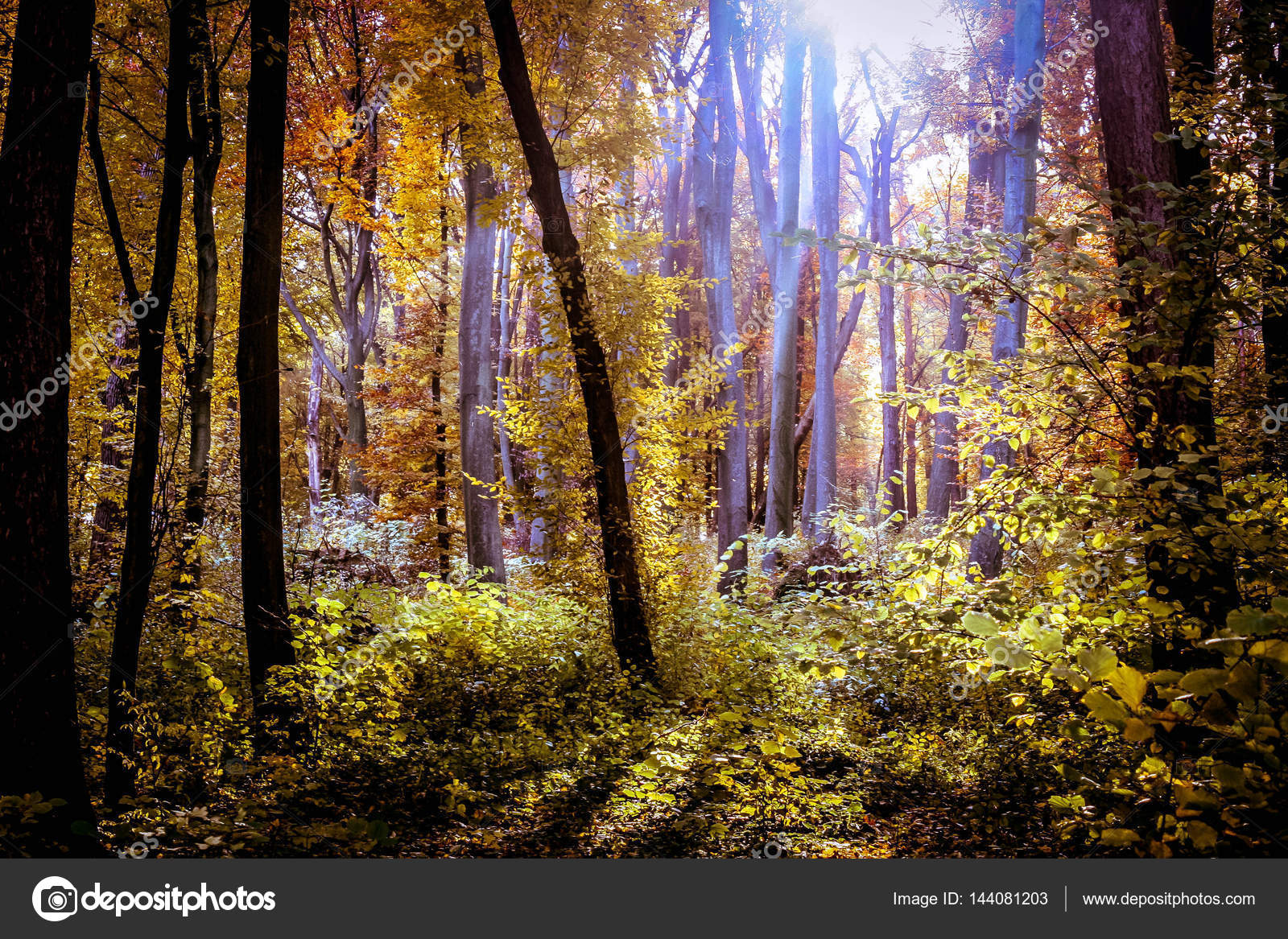 Beam of light between trees in dark forest in Poland — Stock Photo ...
