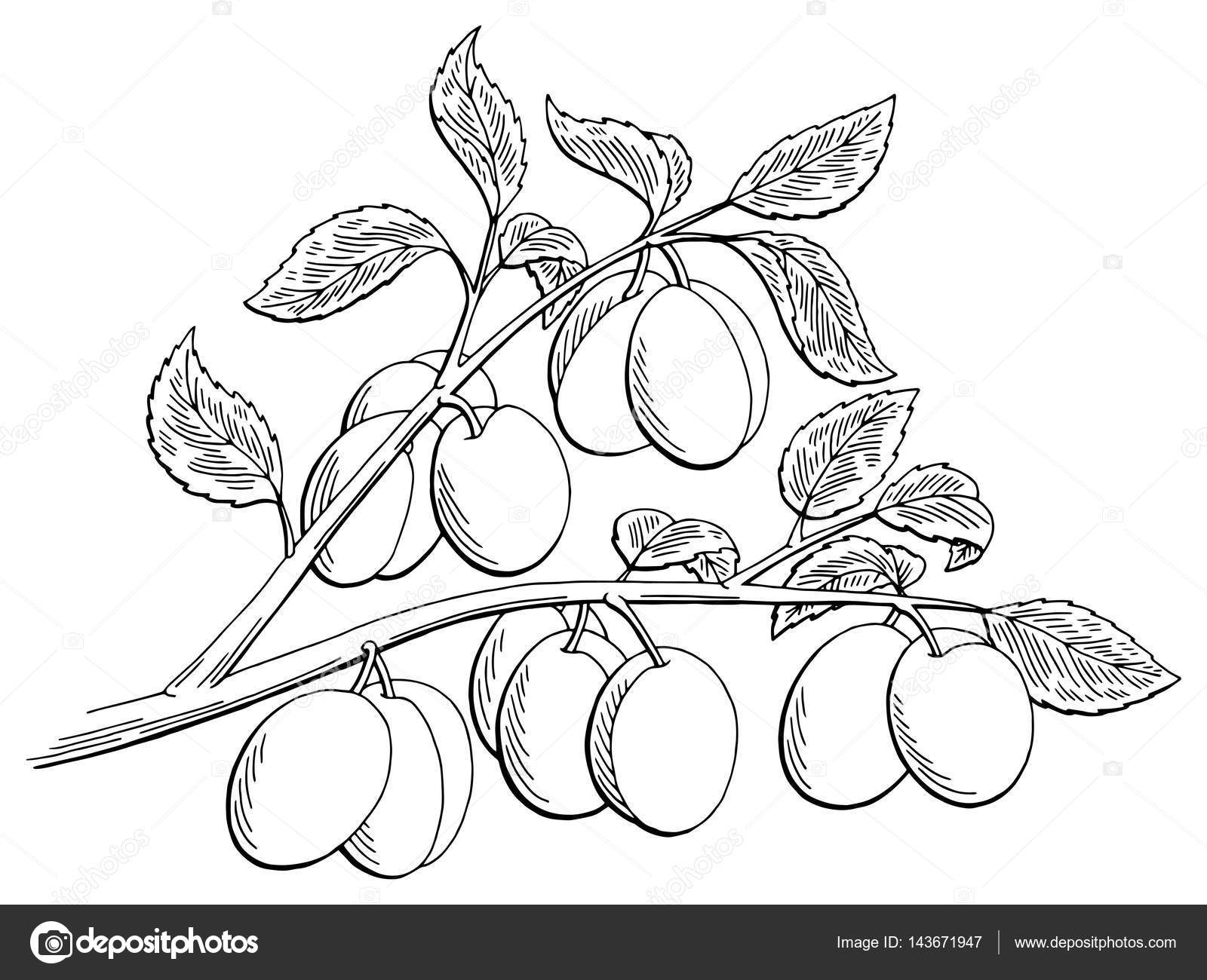 Prunes arbre graphique noir blanc isolé croquis illustration vecteur ...