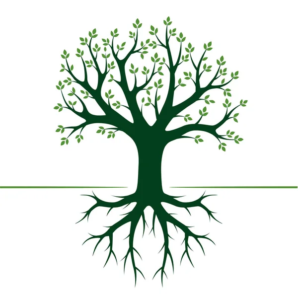 Oak tree with roots and dense foliage, vector — Stock Vector ...