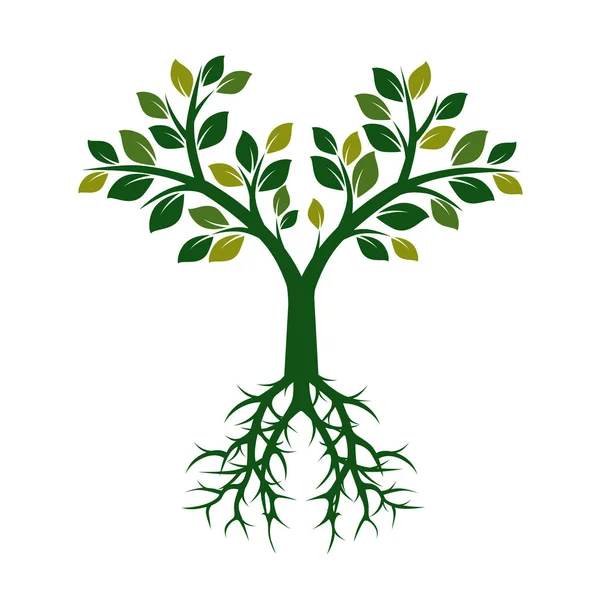 13,348,652 Deep roots plant Vector Images | Depositphotos