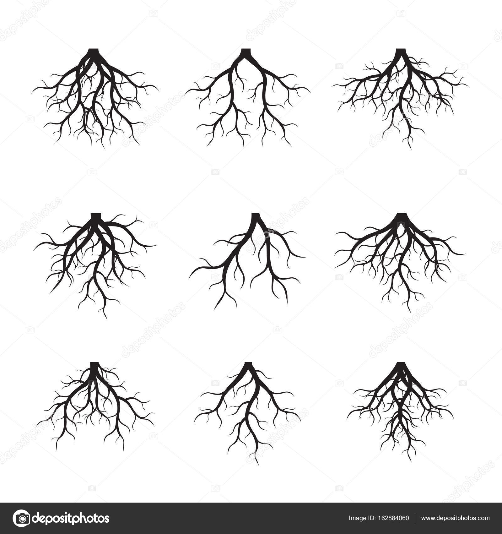 Set of Black Roots. Vector Illustration. Stock Vector Image by ...