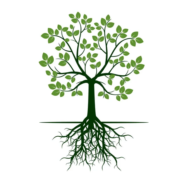 Green tree isolated on white background. Vector illustration. Stock ...