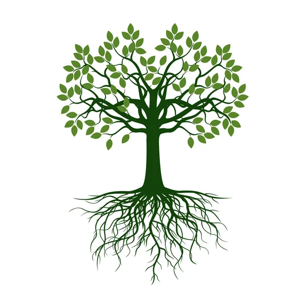 Green Tree and Roots. Vector Illustration. Stock Vector by ©rolandtopor ...
