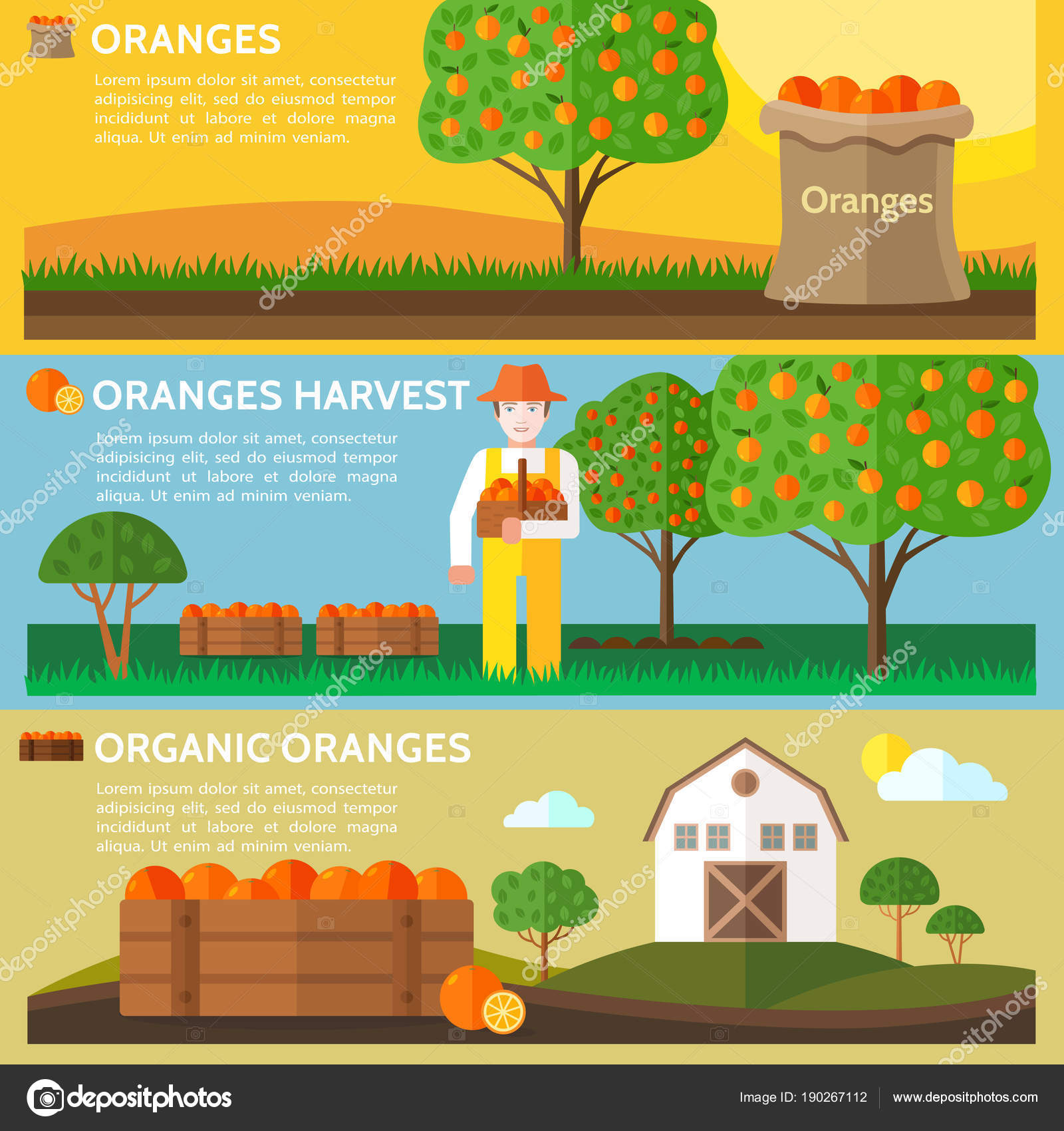 Oranges Harvest Farmer Holding Basket Full Harvested Oranges ...