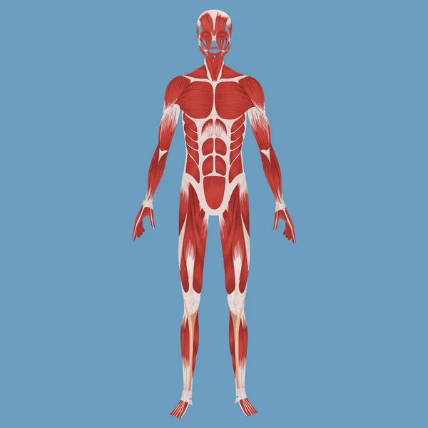 Muscular system Images - Search Images on Everypixel