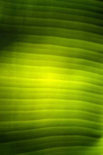 Banana Stem Texture