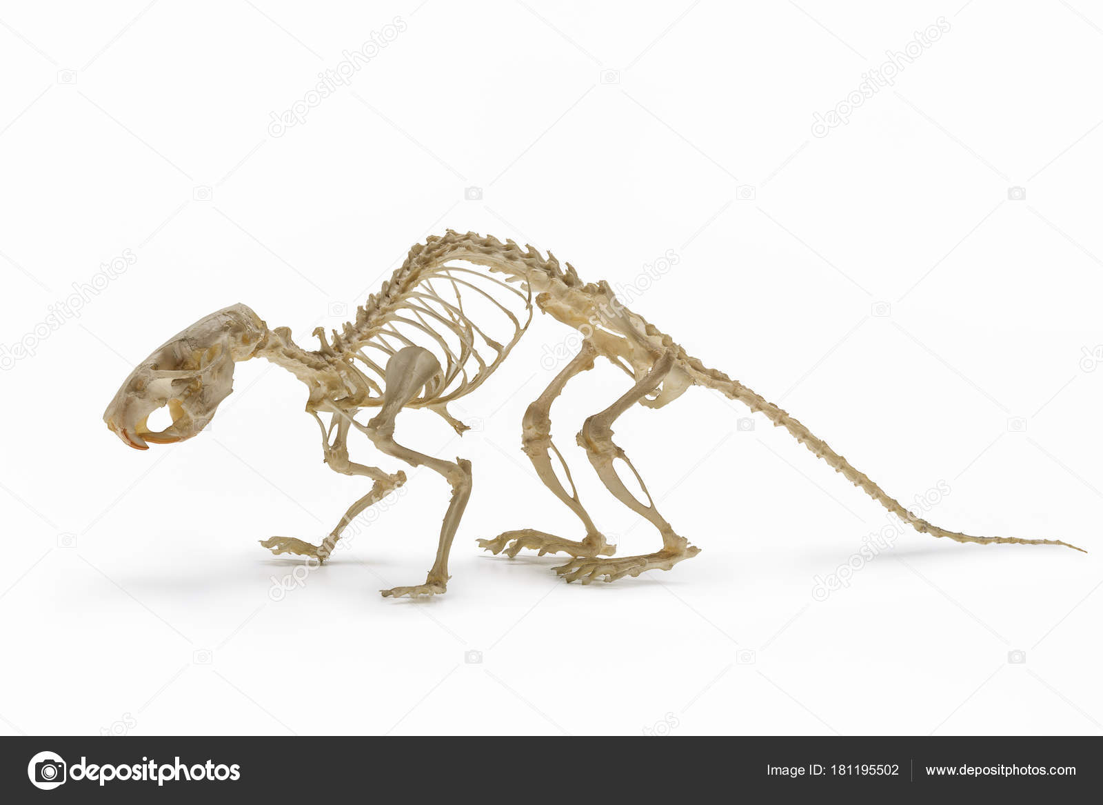Handbook Zoology Skeleton Rat White Background Stock Illustration by ...