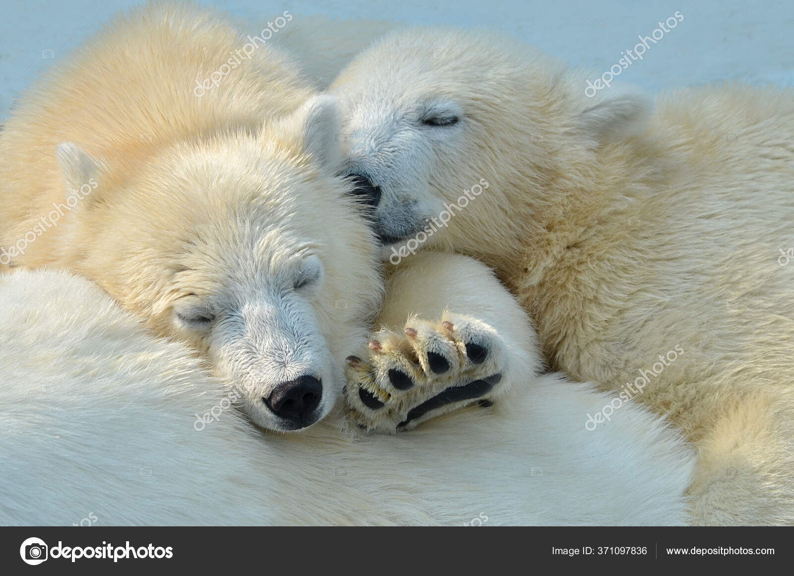 Cute Polar Bear Cubs Sleeping