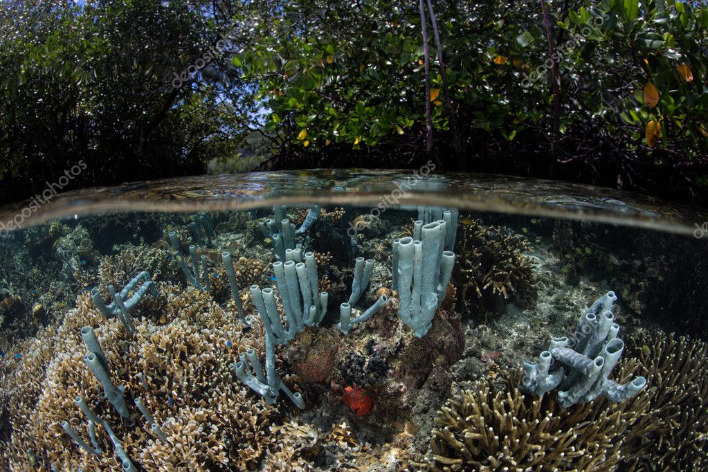 Sponges, Corals, and Mangrove Forest in Raja Ampat Stock Photo by ...