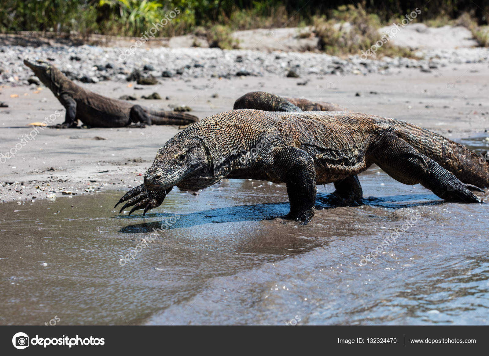 Komodovaraan Grootte