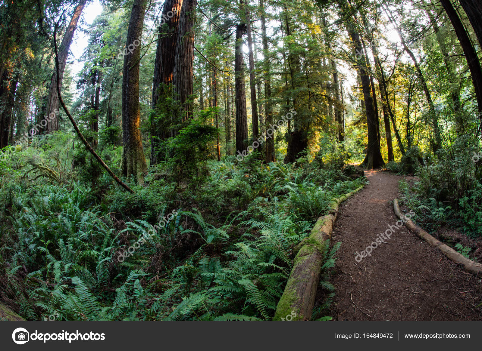 Trail Through Redwood Forest in California — Stock Photo © ead72 #164849472 Trail Through Redwood Forest in California — Stock Photo © ead72 #164849472